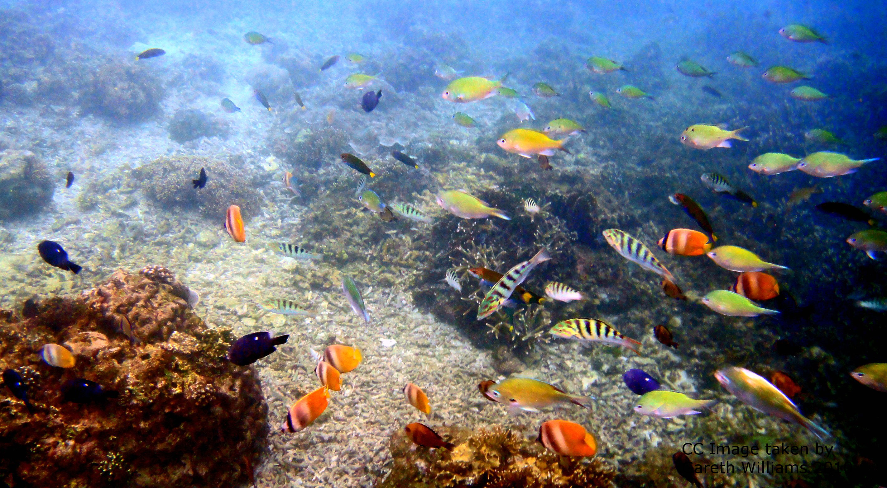 Why are FADs such a fad in the Pacific Islands? – TIMEZERO Blog